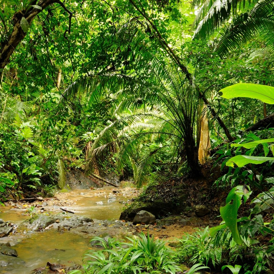 Conservation Initiative – pinasbayconservancy.org